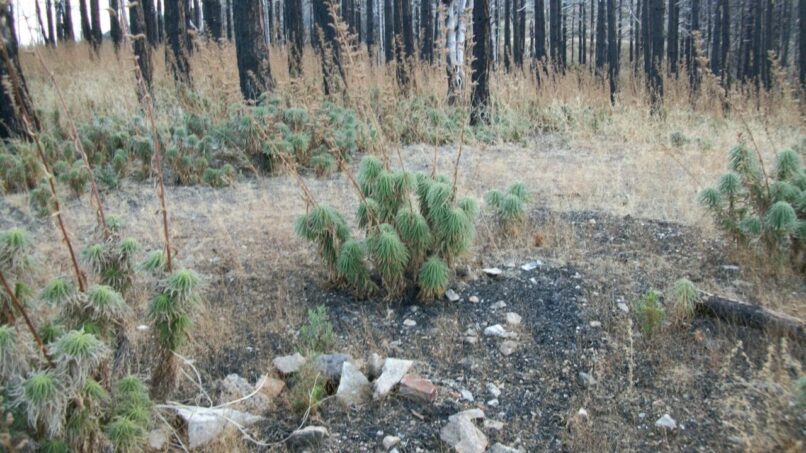 Poodle Dog Bush: Is the Hype Legit? | FarOut
