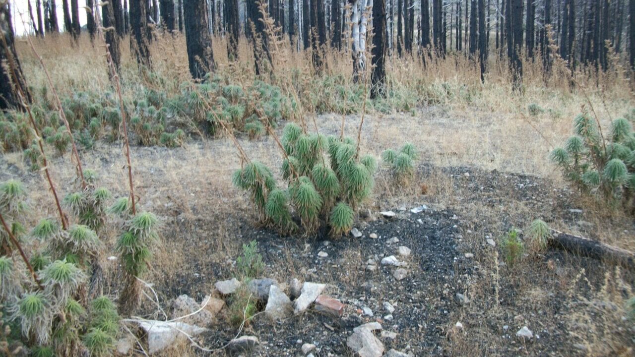 Poodle Dog Bush: Is the Hype Legit? | FarOut