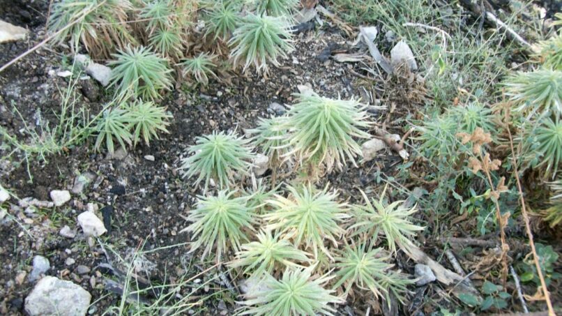 Poodle Dog Bush: Is the Hype Legit? | FarOut