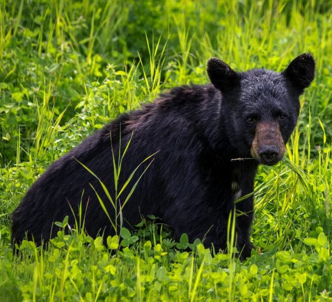 Bears Part 1 Bear Basics And Bear Encounters Farout