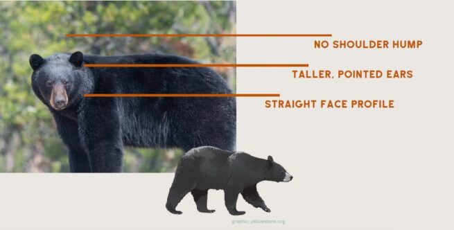 Bears Part 1: Bear Basics and Bear Encounters | FarOut